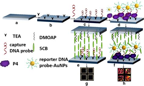 Illustration Diagram Of The Detection Principle Of Lc Based Bioassay