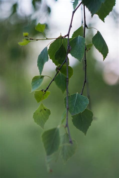 Photo By Anastasia Lashkevich On Pexels In 2024 Birch Tree Leaves Natural Branches Birch