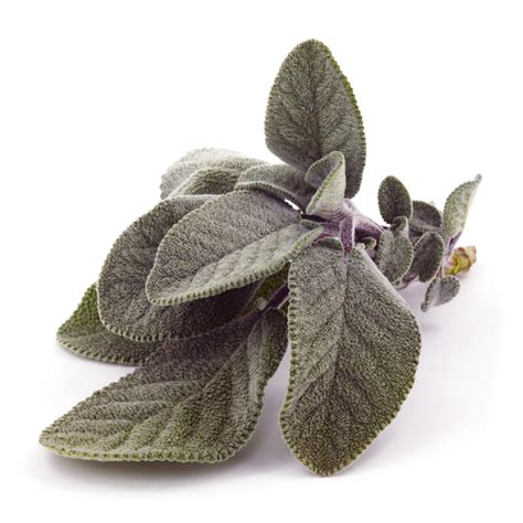 Plant Derived Hallucinogens