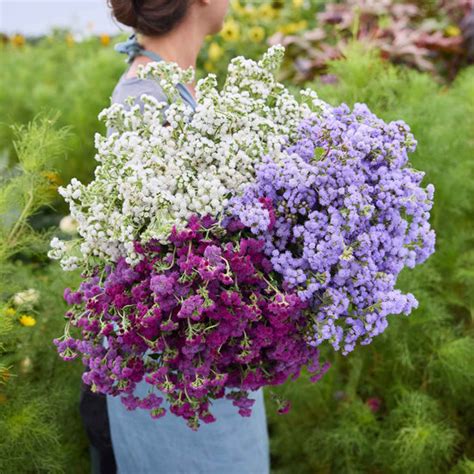 Ageratum Bundle Cut Flower Favorites Eden Brothers