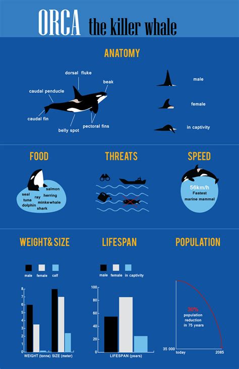 Orca The Killer Whale Infographic Artofit