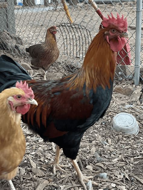 Welsummer Chicken Guide Roosters Hen Care And Egg Production
