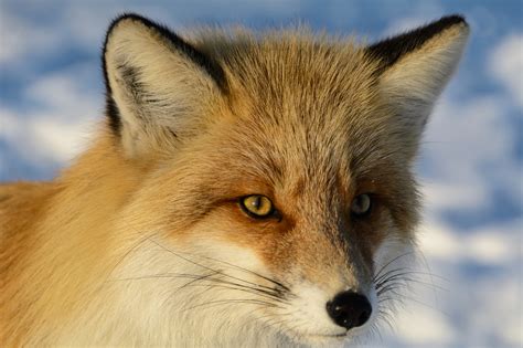 Лис зимой Пикабу