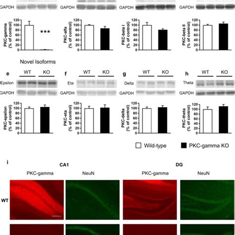 Pkc Isoform Expression In The Hippocampus Of Pkc Gamma Ko Mice