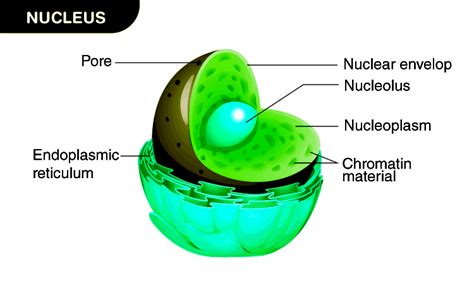 Nucleus Morphology Function