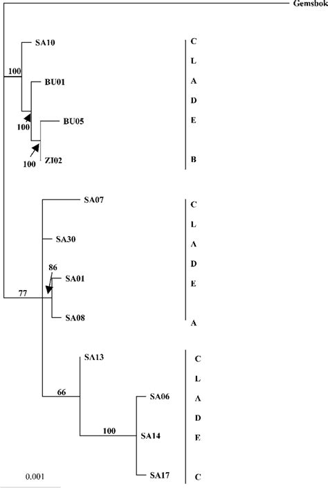 A Quartet Puzzling Tree Of Partial Cytochrome B Sequences Of The East