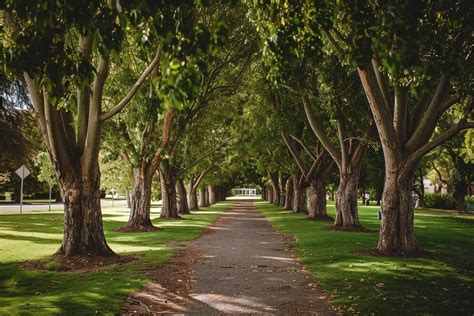 Premium Photo Arboreal Avenues Treelined Pathways