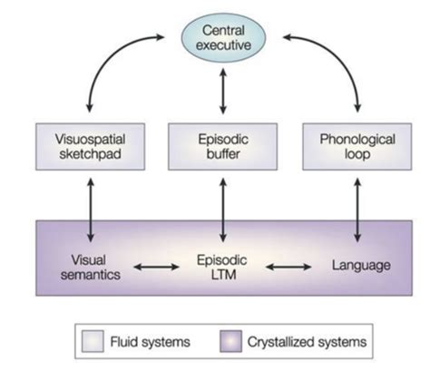 Cog Neuro Again Flashcards Quizlet