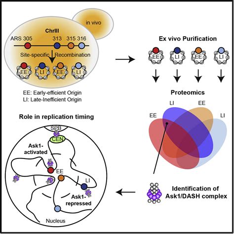 Single Copy Locus Proteomics Of Early And Late Firing Dna Replication Origins Identifies A Role