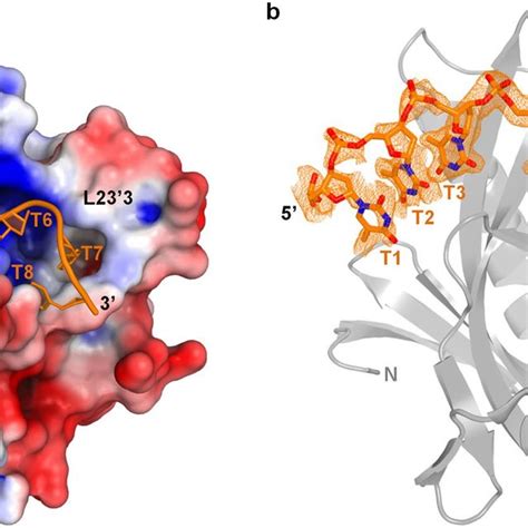 Single Stranded Dna Binding Activity Of Deinococcal Ssb Protein