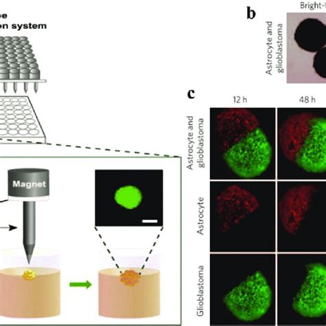 A Production Of Microgel Using Dexpeg Based Atps In Microfluidic