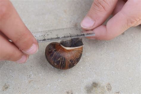 Let S Talk Snails And How Not To Hide In Our Shell Homegrown Adventures