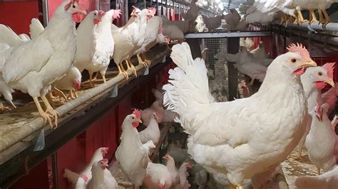 انخفاض في أسعار الدواجن البيضاء اليوم وطبق البيض يصل لـ 115 جن