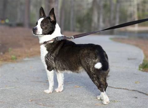 Pin By Tamara Swenson On Awesome Adorable Adoptable Animals Boston
