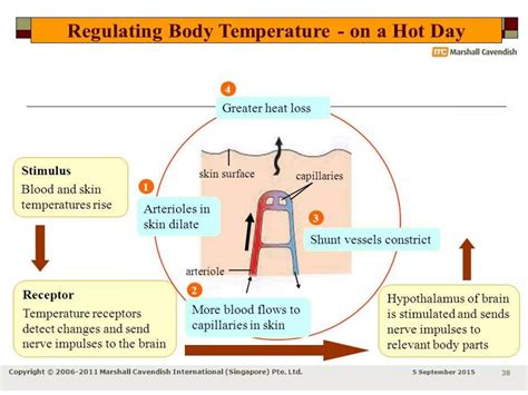 Role Of Skin In Regulation Of Body Temperature Pptx