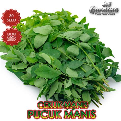 Biji Benih Pucuk Manis Cekuk Manis Asin Asin Atau Cekur Manis Shopee Malaysia