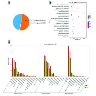 Results Of Transcriptome Sequencing And Analysis A Differentially Download Scientific