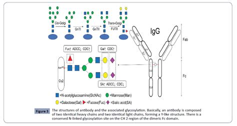 N Linked Glycosylation And Its Potential Application In Drug Dev