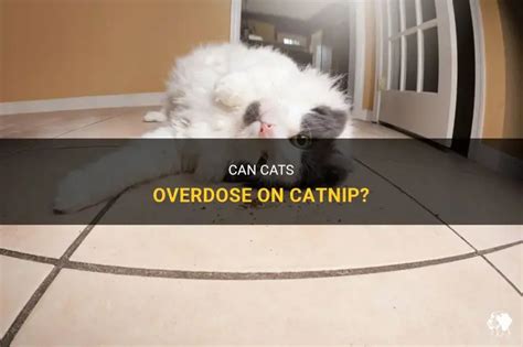 Can Cats Overdose On Catnip Petshun