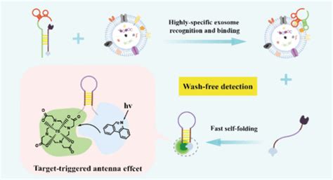 An Ultrasensitive Duplex Aptasensor Featuring The Target Triggered