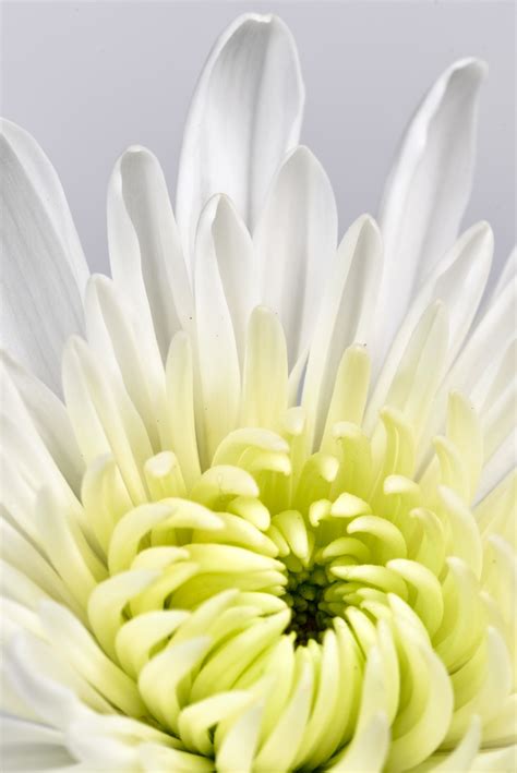 무료 이미지 화이트 꽃잎 니콘 플로라 닫다 Publicdomain D750 거베라 플로리스트 리 매크로 사진 꽃 피는 식물 데이지 가족 육상 식물