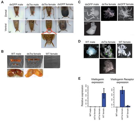Hemimetabolous Insects Elucidate The Origin Of Sexual Development Via Alternative Splicing ELife