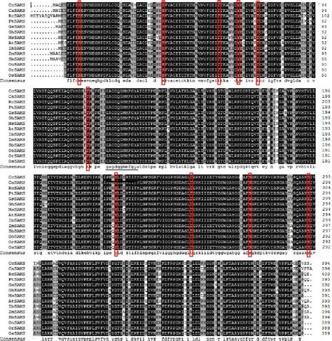 Multiple Alignments Of The Deduced Amino Acid Sequence Of Ccsams With Download Scientific