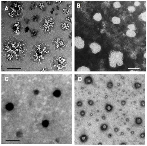 Figure 2 From Cross Linked Polymeric Nanogel Formulations Of 5 Triphosphates Of Nucleoside