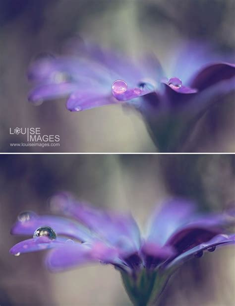 6 Steps For Better Macro Photography Photoshop Actions And Lightroom Presets MCP Actions