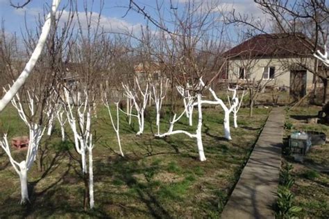 Весна в саду – работаем не ленясь! Рассказываем чем и как обрабатывать ...