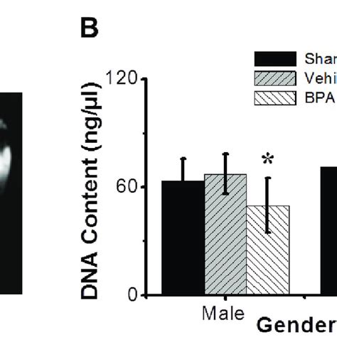 Effects Of Bpa Exposures On Dna Biomarkers Quality And Integrity Of Download Scientific