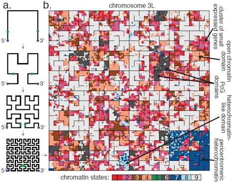 Visualization Of Spatial Scales And Organization Using Compact Folding