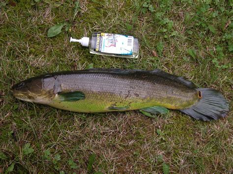 Real Monstrosities Bowfin