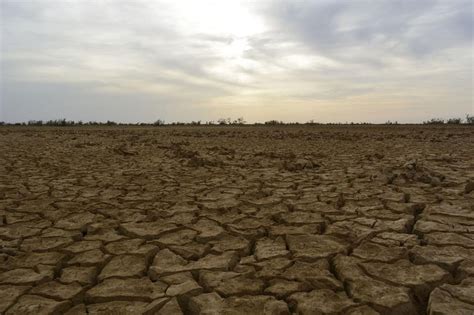 Ngt Upholds Rights Of Pastoralists In Banni Grasslands Wants Encroachments Removed