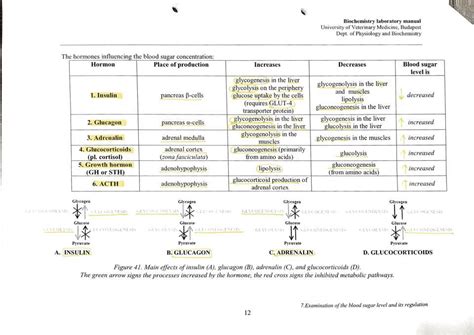 Biochemisty Lab 7 Hormone Diagram Quizlet