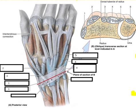 Dorsal Tubercle Of Radius Bone
