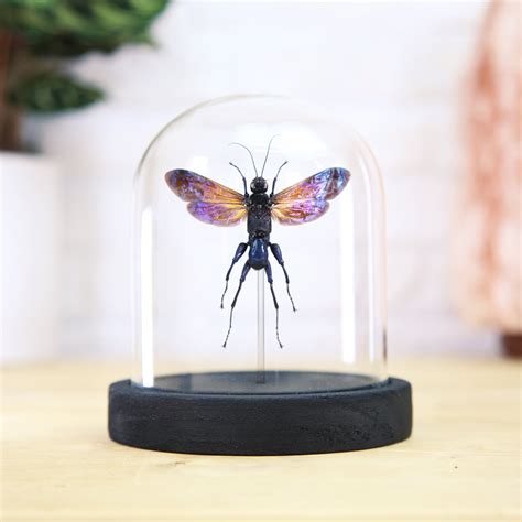 Blue Mud Dauber — Curated