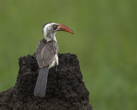 Species Spotlight Red Billed Hornbill Akari Photo Tours