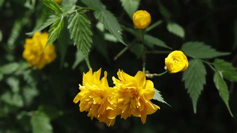 Tempat Tidur Bunga Apartemen Foto Gratis Di Pixabay Pixabay