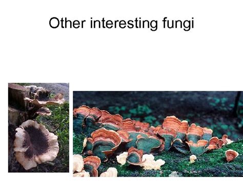 Fungi What Is That Yellow Blob I Introduction