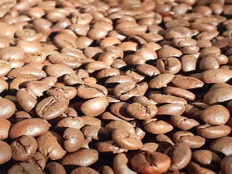 CÀ PhÊ HẠt Robusta Ban MÊ ThuỘt CÀ PhÊ Rang MỘc SÀng 18