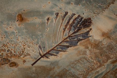 Futurs Fossiles Des Feuilles En Décomposition Prises Dans De La Craie