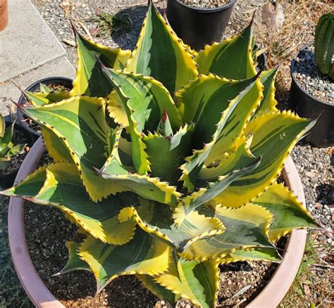 The Impact Of Pair Programming On Code Quality