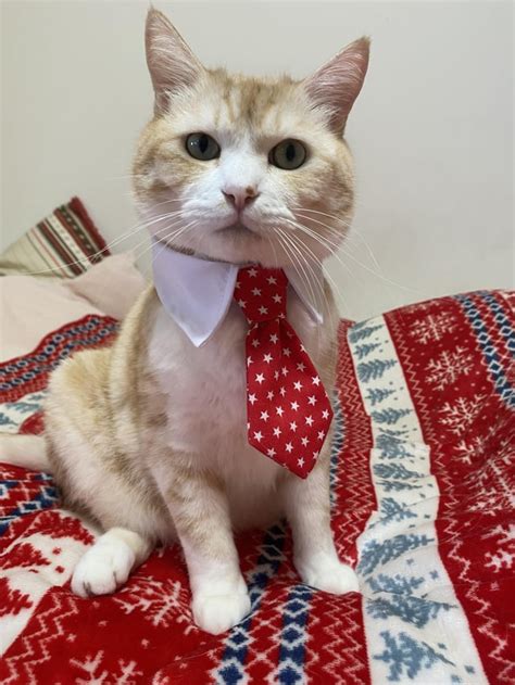 Hes Ready For His Job Interview R Catpics