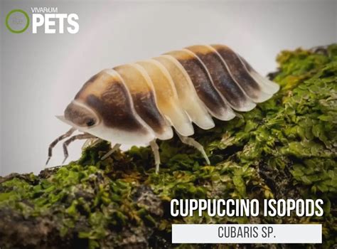 The Complete Cubaris Cappuccino Isopod Care Guide!