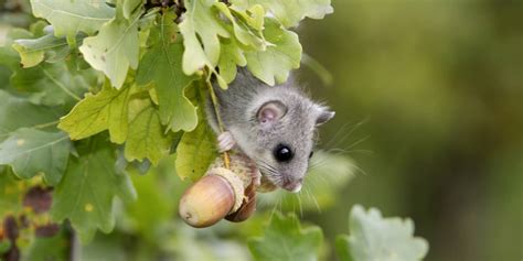 The Mouse That Didnt Stir Wsj