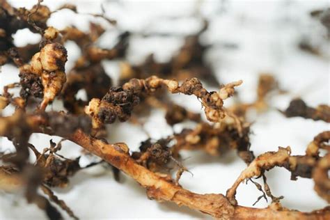 Conquering The Invisible Foe Root Knot Nematode In Beets Gardeninghow