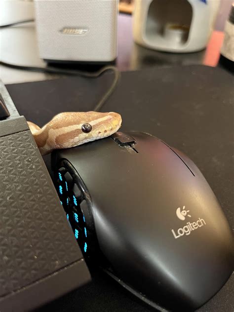 He Found The Mouse R Ballpython