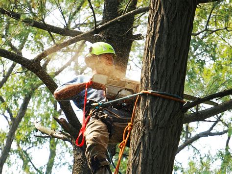 Tree Service Trimming Pruning Removal Stump Grinding