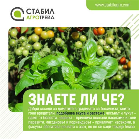 Стабил Приятелството е важно и в градината 🍅🌿 👉 За да растат доматите ти здрави и щастливи